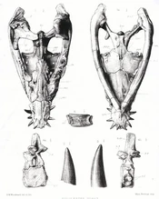 List of plesiosaur genera | Fossil Wiki | Fandom