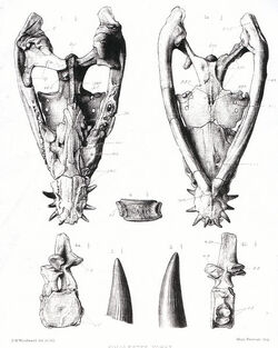 Simolestes | Fossil Wiki | Fandom