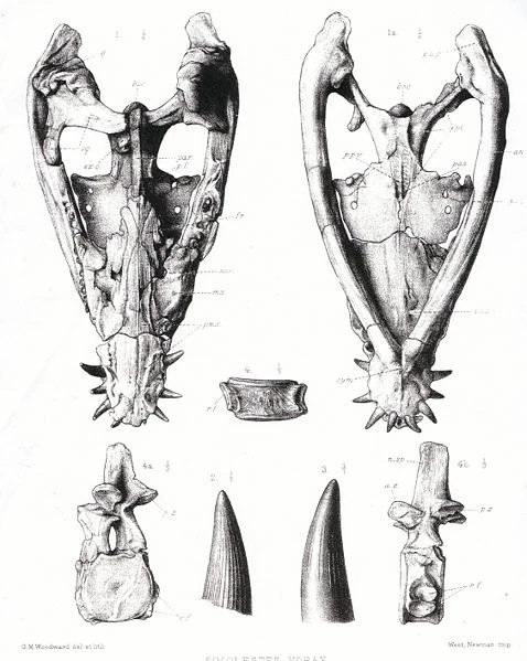 Simolestes | Fossil Wiki | Fandom