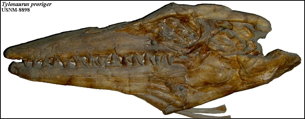 Tylosaurus Skeleton