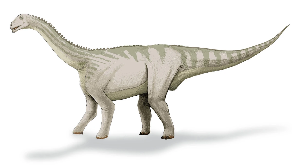Bellusaurus | Fossil Wiki | Fandom