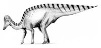 Corythosaurus | Fossil Wiki | Fandom