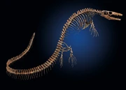 Platecarpus | Fossil Wiki | Fandom