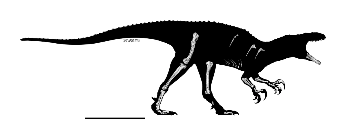 Australovenator | Fossil Wiki | Fandom