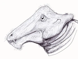 Styracocephalus | Fossil Wiki | Fandom