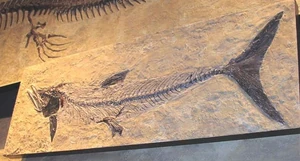Cimolichthys | Fossil Wiki | Fandom