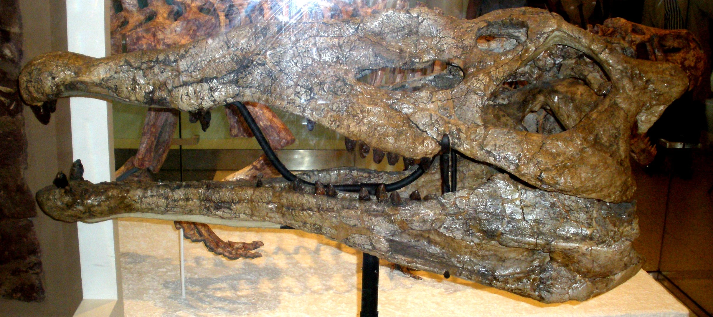 Machaeroprosopus | Fossil Wiki | Fandom