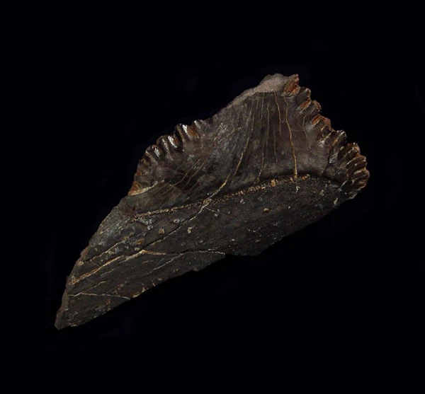 Edestus | Fossil Wiki | Fandom