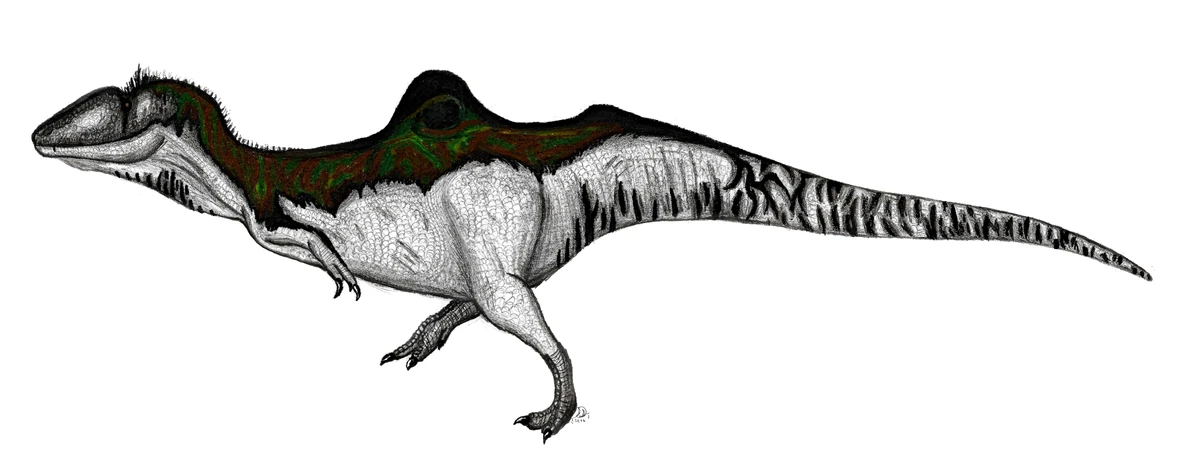 Altispinax | Fossil Wiki | Fandom