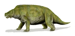 Pareiasauridae | Fossil Wiki | Fandom
