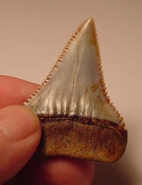 Crenulations (shark teeth) | Fossil Wiki | Fandom