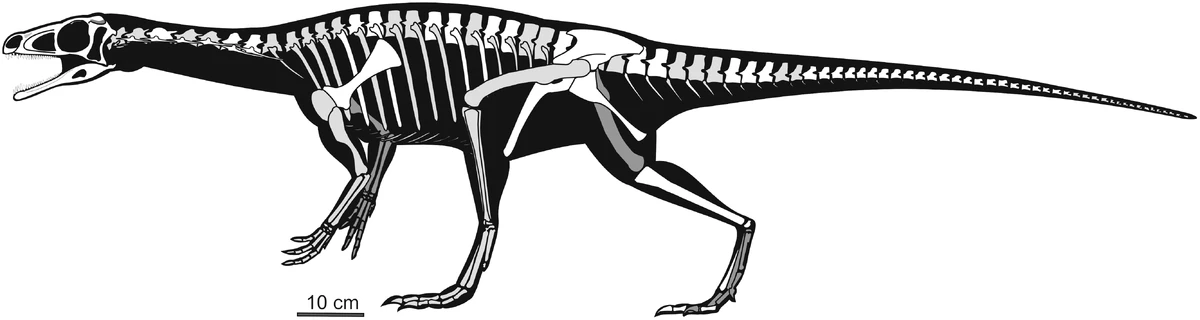 Sauropodomorpha | Fossil Wiki | Fandom
