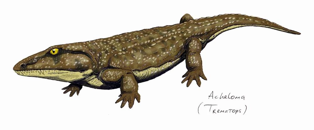 Acheloma | Fossil Wiki | Fandom