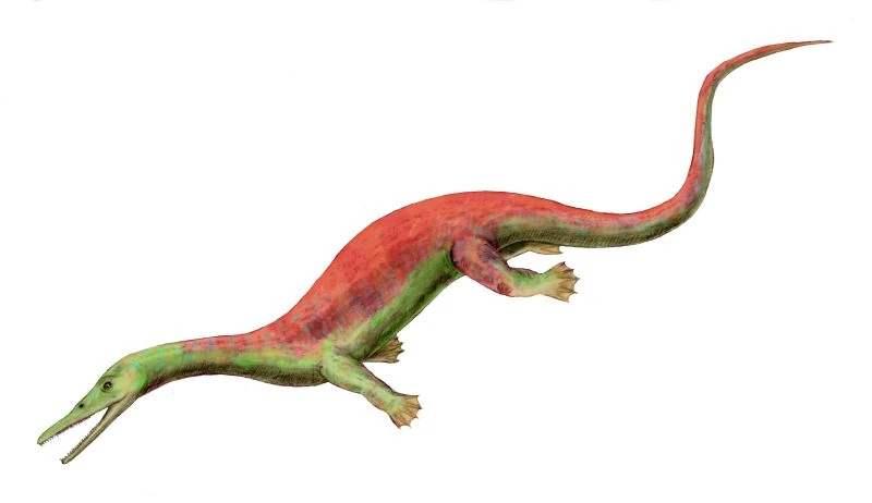 Askeptosaurus | Fossil Wiki | Fandom