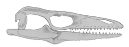 Aigialosauridae | Fossil Wiki | Fandom