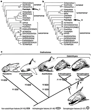Psarolepis | Fossil Wiki | Fandom