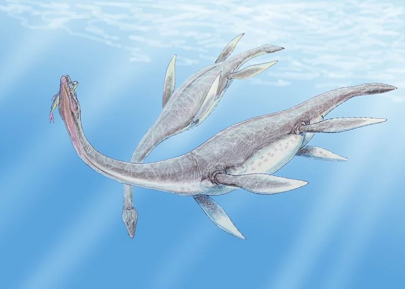 Plesiosaurus | Fossil Wiki | Fandom