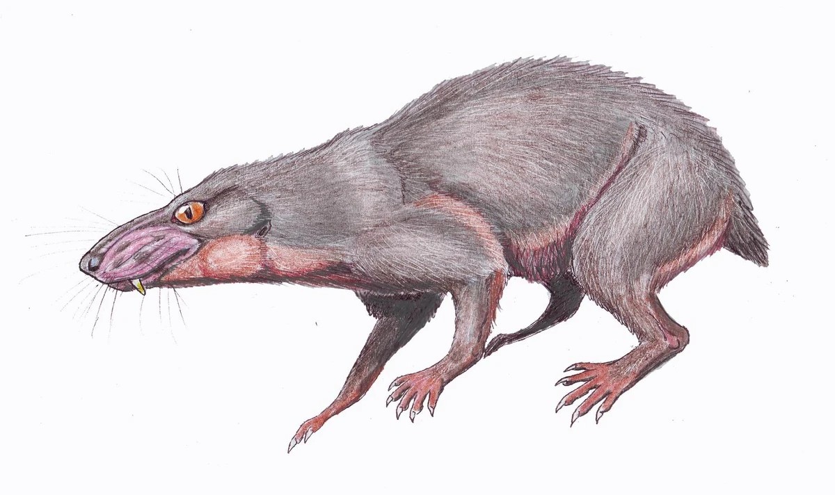 Regisaurus | Fossil Wiki | Fandom