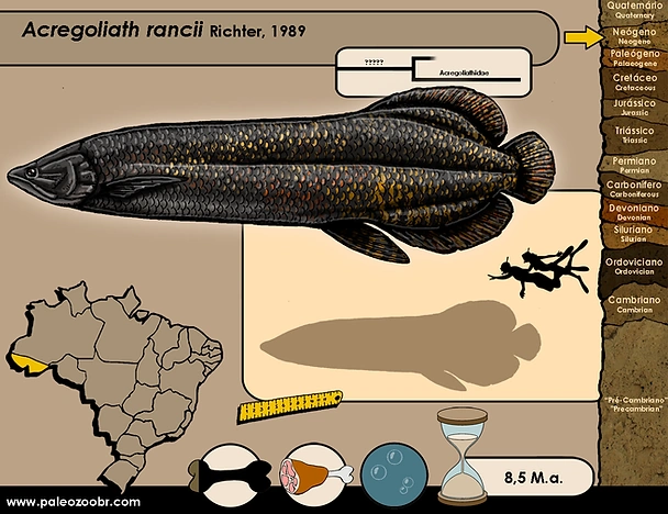 Acregoliath rancii | Fossil Wiki | Fandom