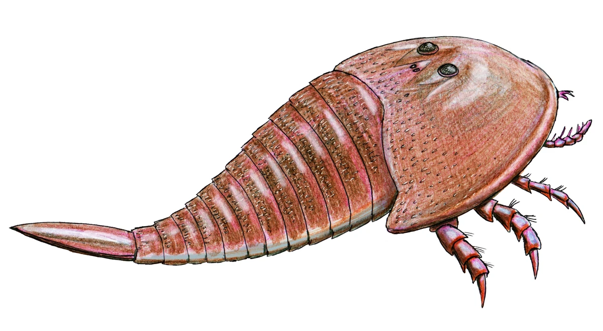 Hibbertopterus | Fossil Wiki | Fandom