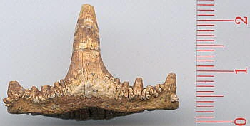 Symmorium | Fossil Wiki | Fandom