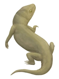 Owenetta | Fossil Wiki | Fandom