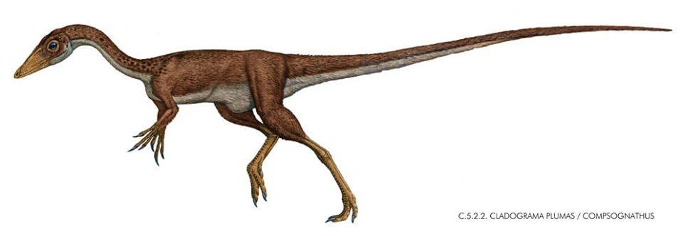 Compsognathus | Fossil Wiki | Fandom