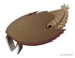 Cambroraster | Fossil Wiki | Fandom