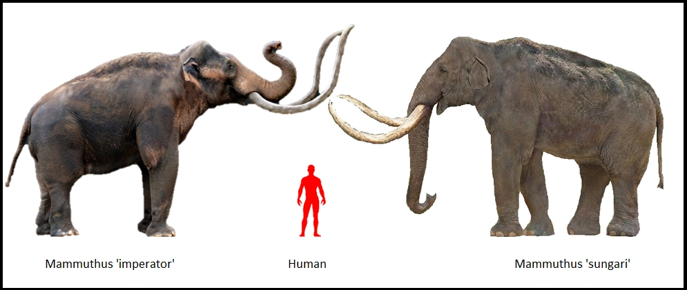 Songhua river mammoth | Fossil Wiki | Fandom