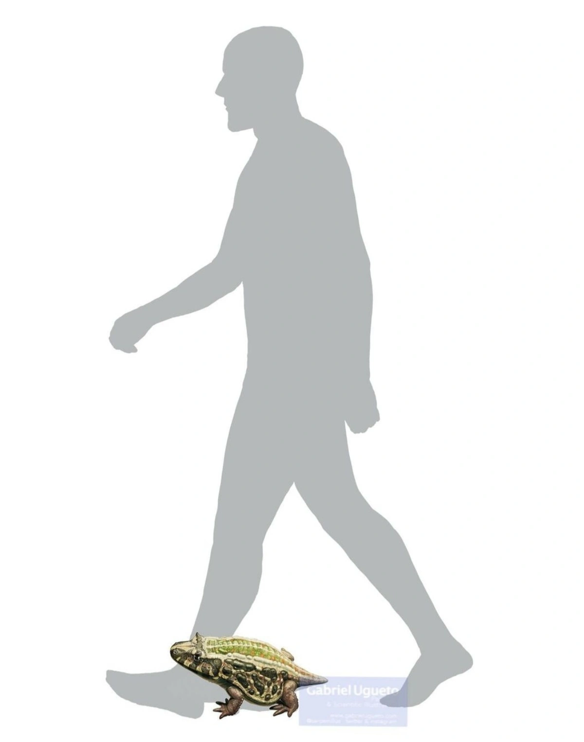 Cacops | Fossil Wiki | Fandom