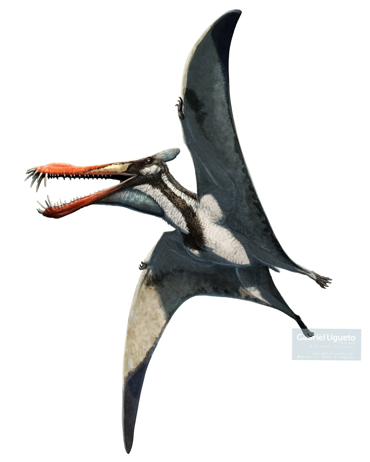 Caulkicephalus | Fossil Wiki | Fandom