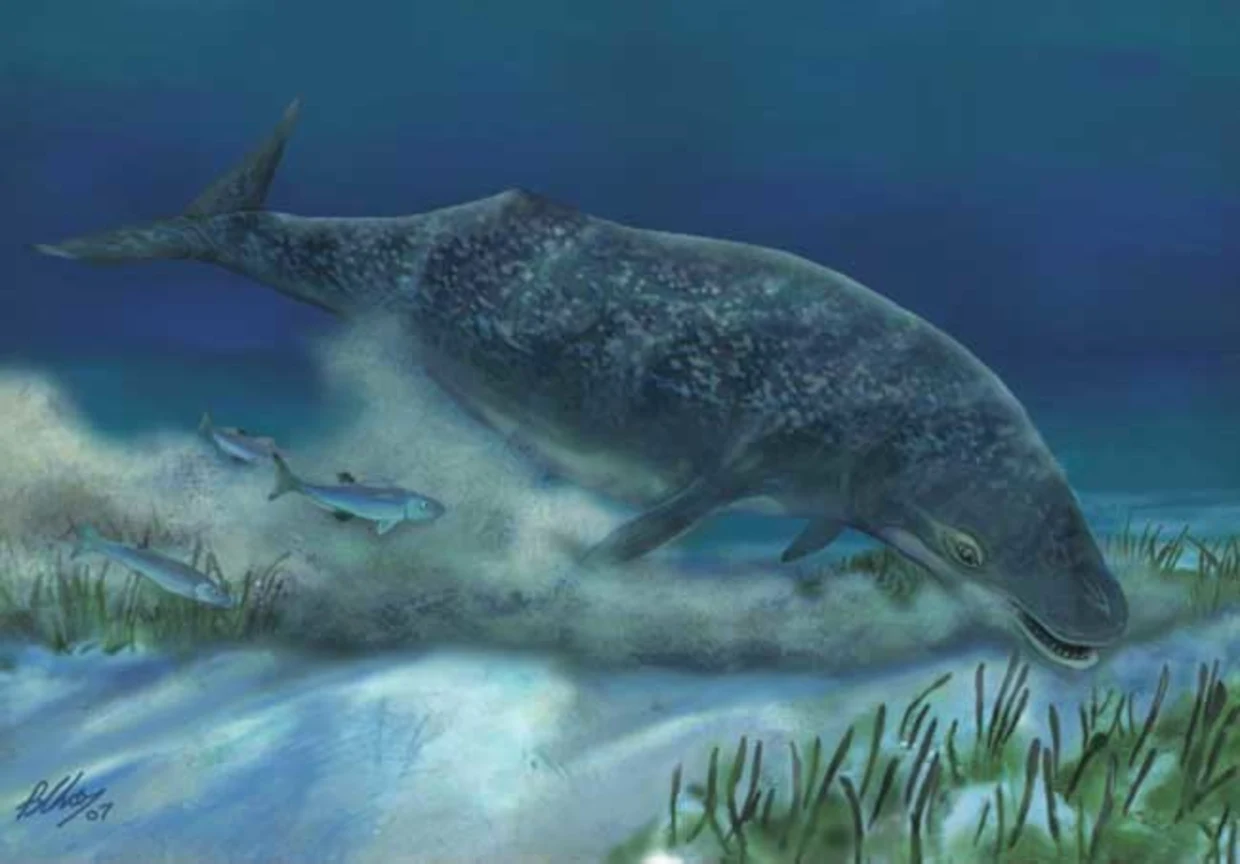 Mammalodon | Fossil Wiki | Fandom