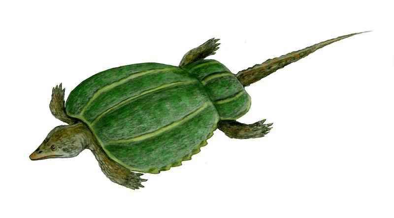 Psephoderma | Fossil Wiki | Fandom