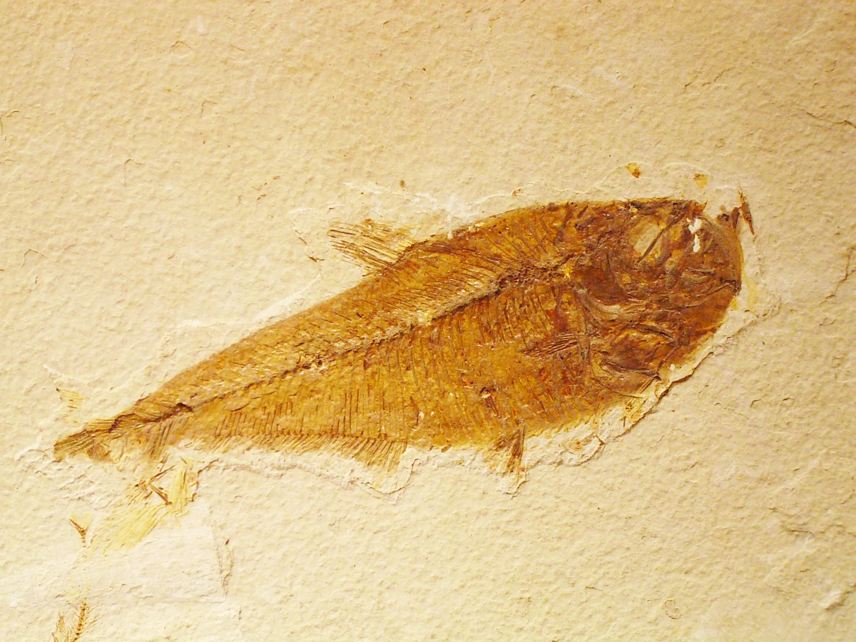 Fish | Fossil Wiki | Fandom