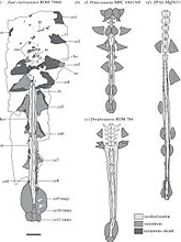 Zuul | Fossil Wiki | Fandom