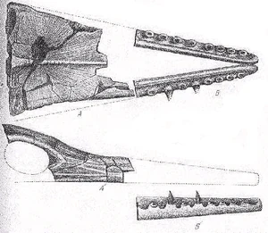 Taniwhasaurus | Fossil Wiki | Fandom