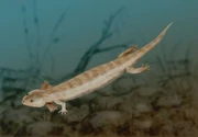 List of prehistoric amphibians | Fossil Wiki | Fandom