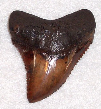 Calvert Formation | Fossil Wiki | Fandom