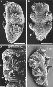 Orsten Tardigrade | Fossil Wiki | Fandom