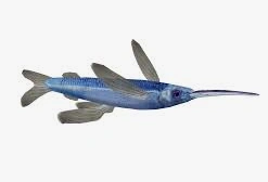 Rhamphexocoetus | Fossil Wiki | Fandom