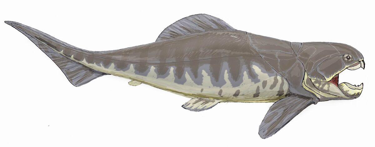 Dunkleosteus Fossil Wiki Fandom