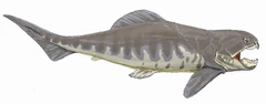 Dunkleosteus | Fossil Wiki | Fandom