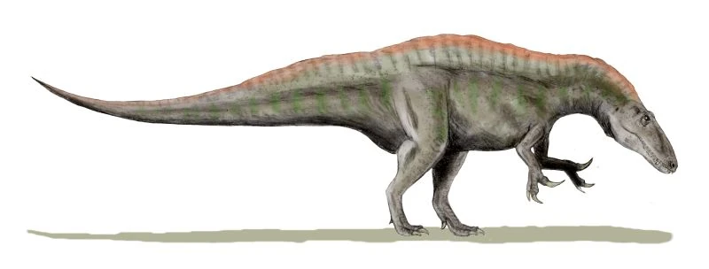 Acrocanthosaurus | Fossil Wiki | Fandom