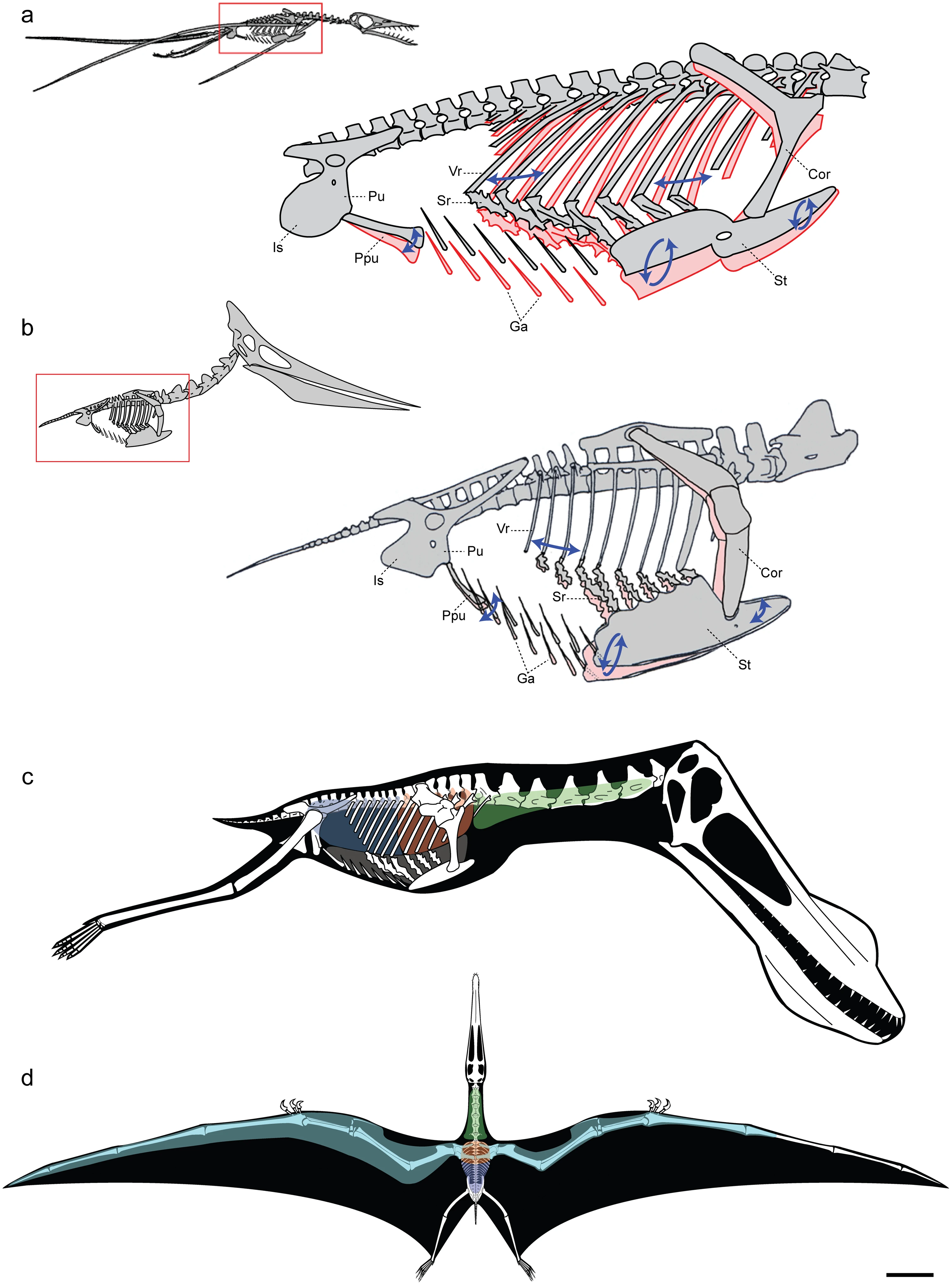 Pterosaur Skeleton
