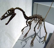 Sinosauropteryx | Fossil Wiki | Fandom