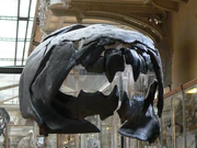 Dunkleosteus | Fossil Wiki | Fandom