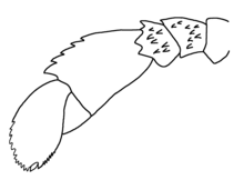 Bassipterus | Fossil Wiki | Fandom