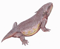 Procolophonia | Fossil Wiki | Fandom