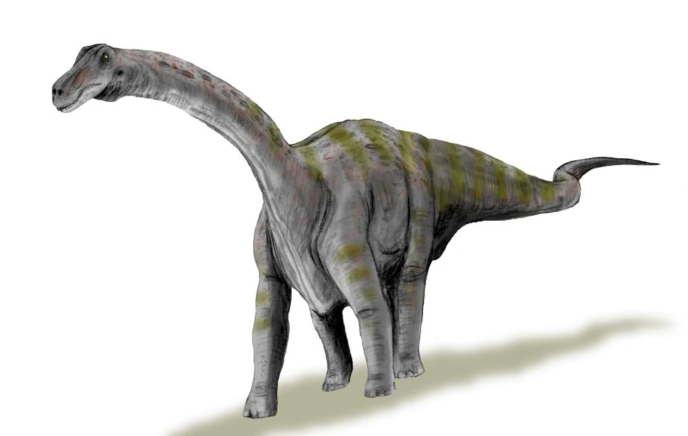 Rapetosaurus | Fossil Wiki | Fandom