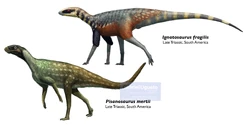 pisanosaurus length